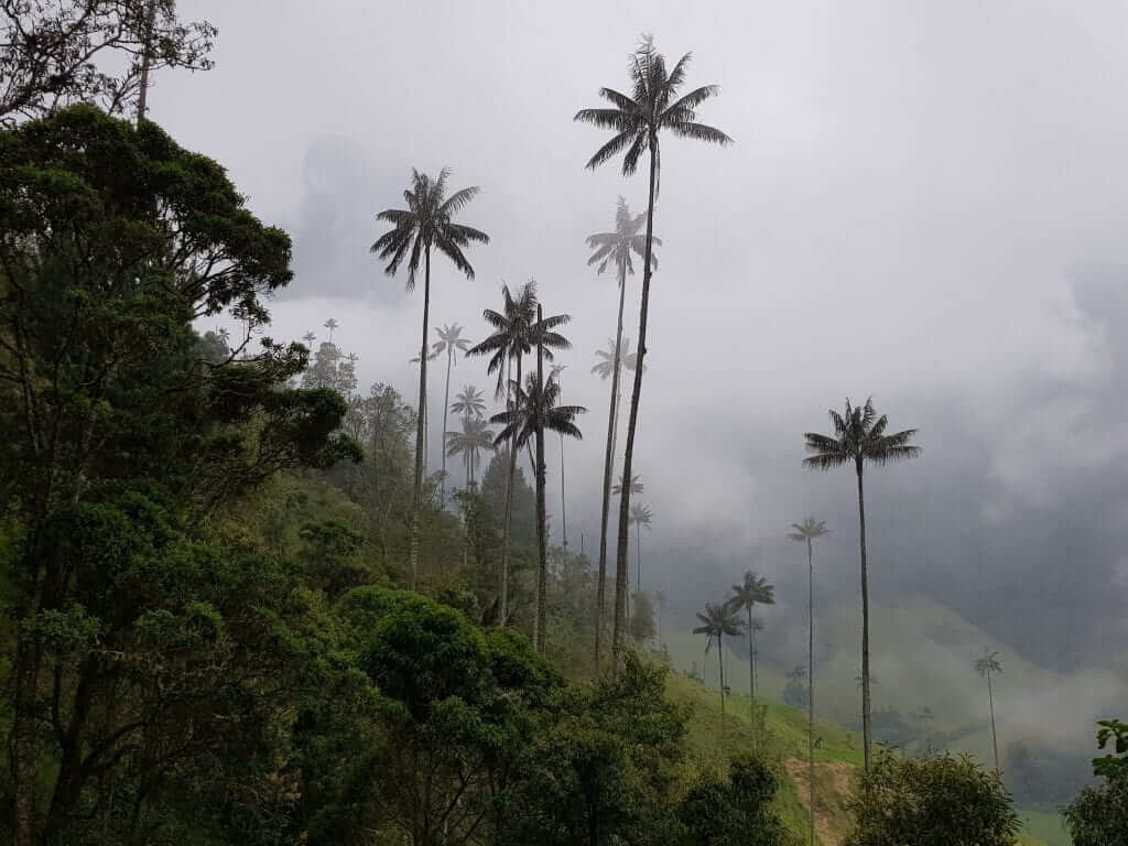 Valle de Cocora, el bosque de las palmeras gigantes