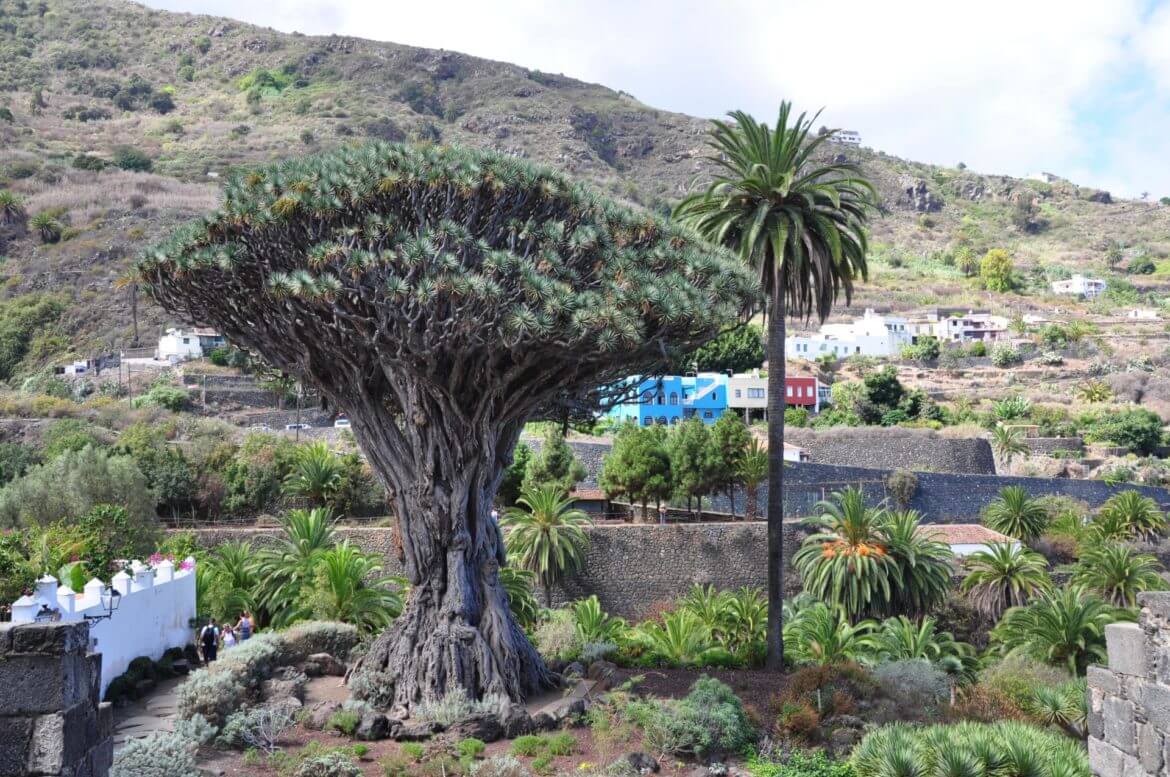 Icod de los Vinos: 8 lugares que ver en el pueblo del Drago Milenario