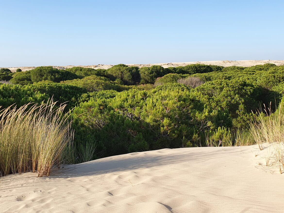 Visitar Doñana: cómo, cuándo (y cuánto te costará en 2025)